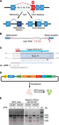 CRISPR-Cpf1 纠正人类心肌细胞和小鼠的肌营养不良症突变。,Science Advances - X-MOL