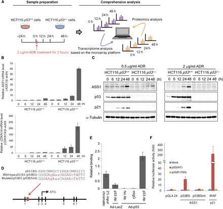 精氨酸琥珀酸合酶1是被p53反式激活的固有Akt阻遏物。,Science Advances - X-MOL