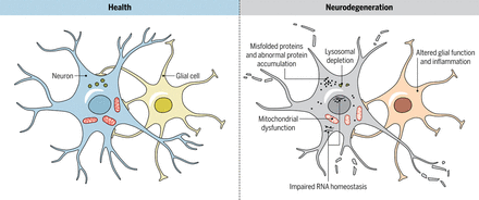 Neurodegeneration: From cellular concepts to clinical applications ...