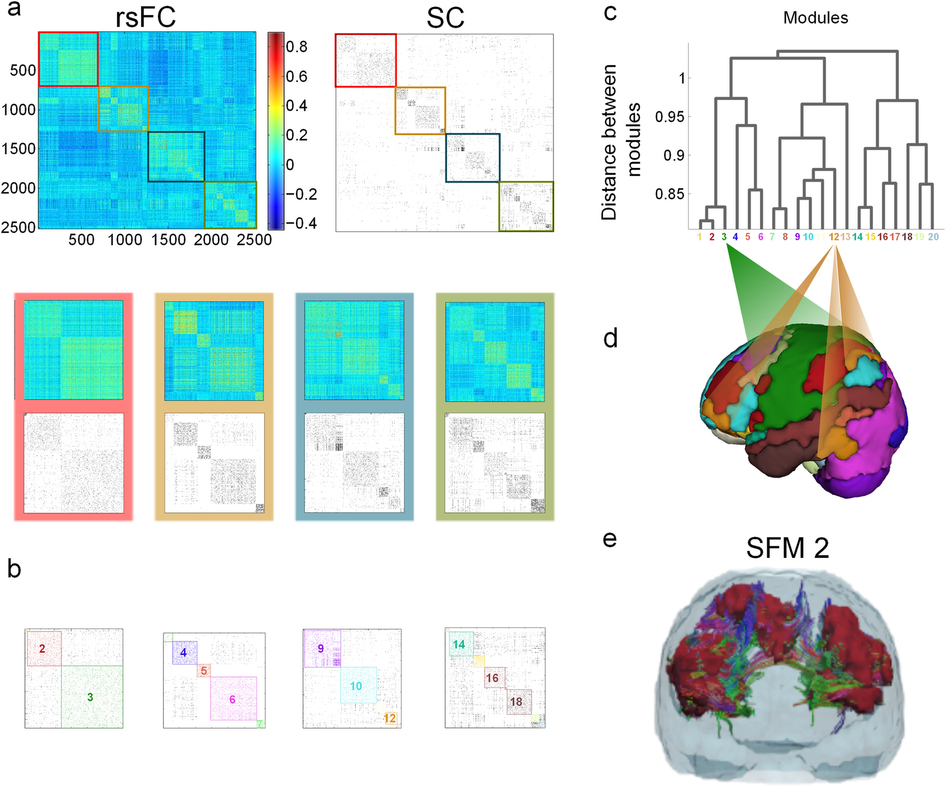 A novel brain partition highlights the modular skeleton shared by ...