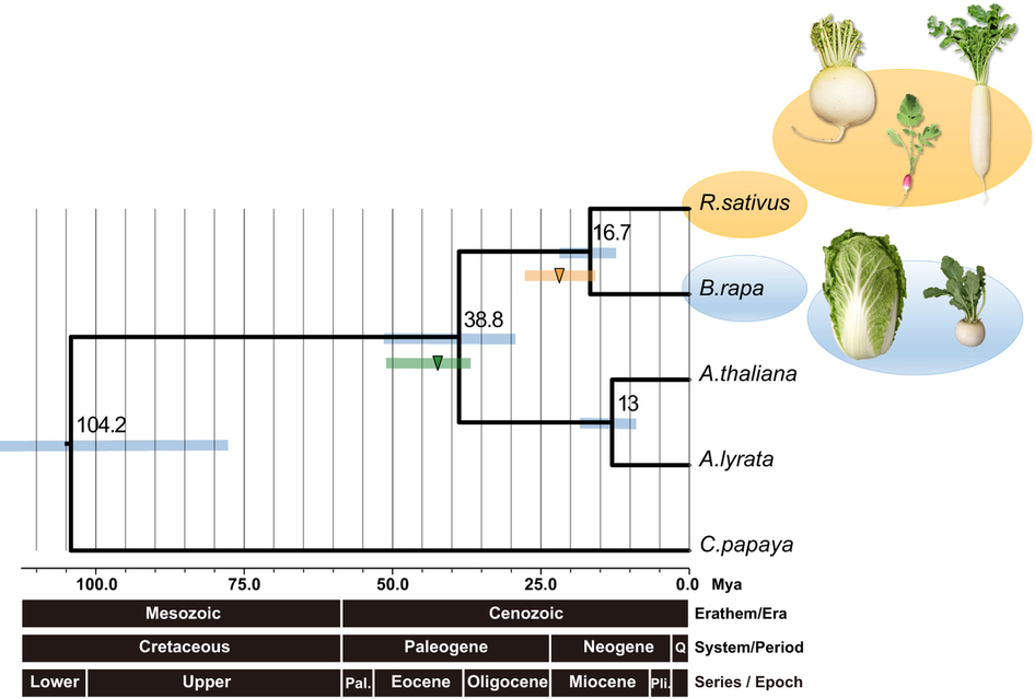 The radish genome and comprehensive gene expression profile of tuberous ...