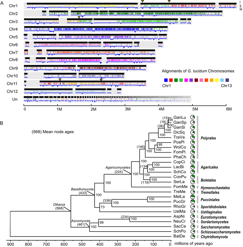 染色体水平的基因组图谱提供了对药用真菌灵芝中各种防御机制的见解。,Scientific Reports - X-MOL
