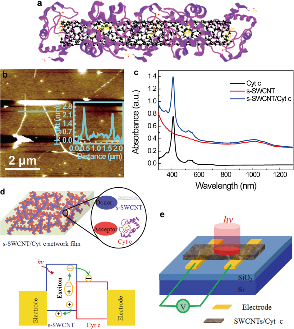 Wrapping cytochrome c around single-wall carbon nanotube: engineered nanohybrid building blocks ...