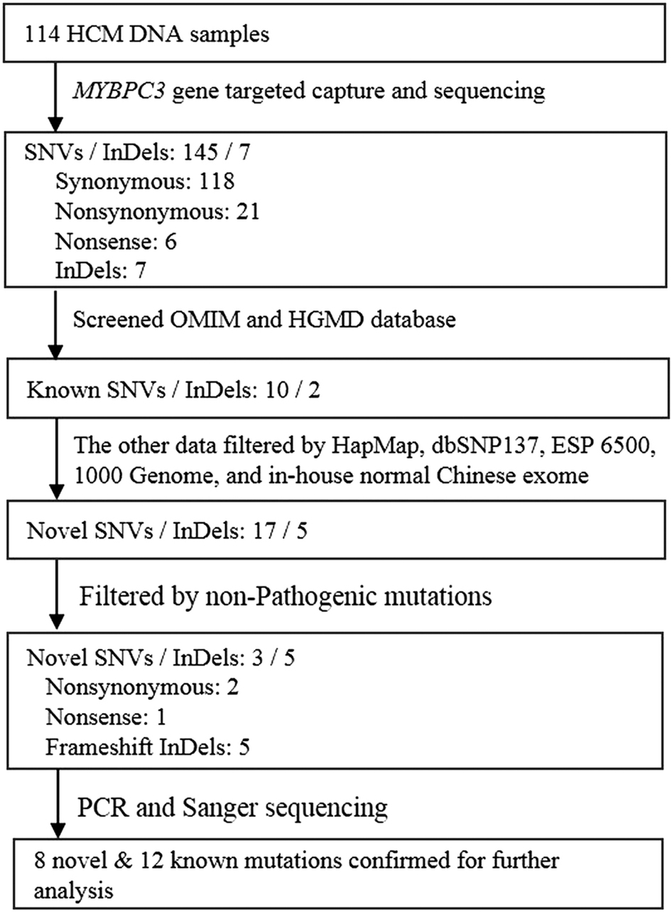 Screening Mutations of MYBPC3 in 114 Unrelated Patients with ...