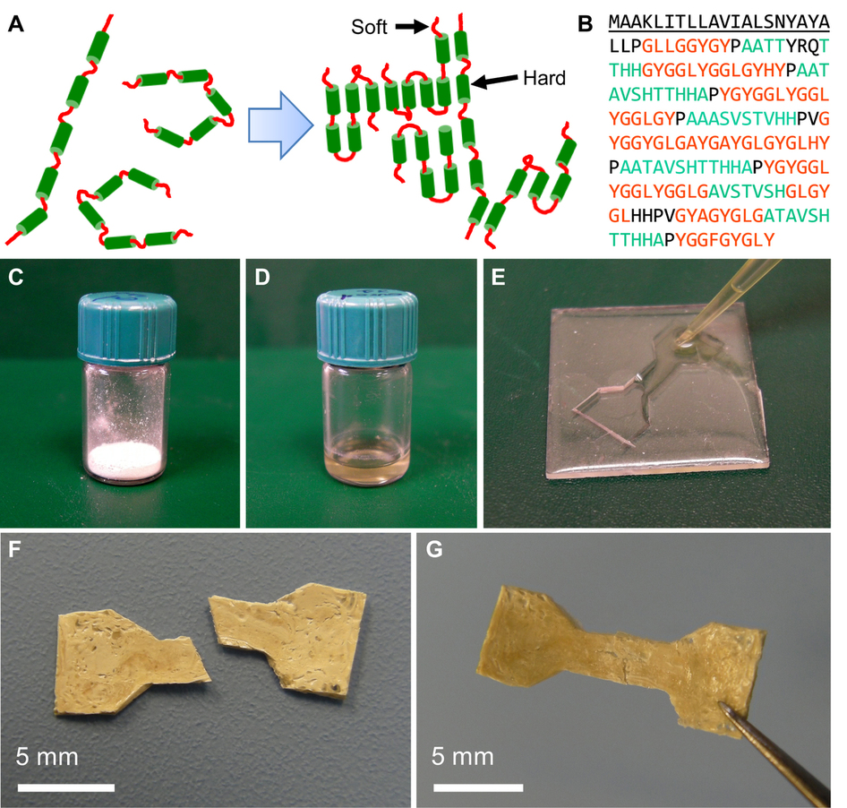 Segmented molecular design of self-healing proteinaceous materials ...