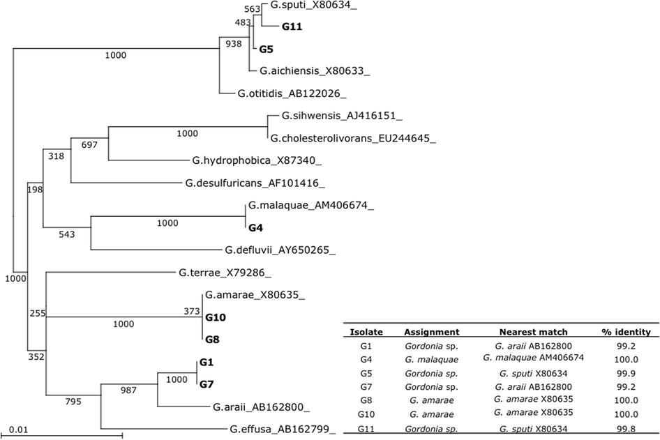 Bacteriophages of wastewater foaming-associated filamentous Gordonia ...