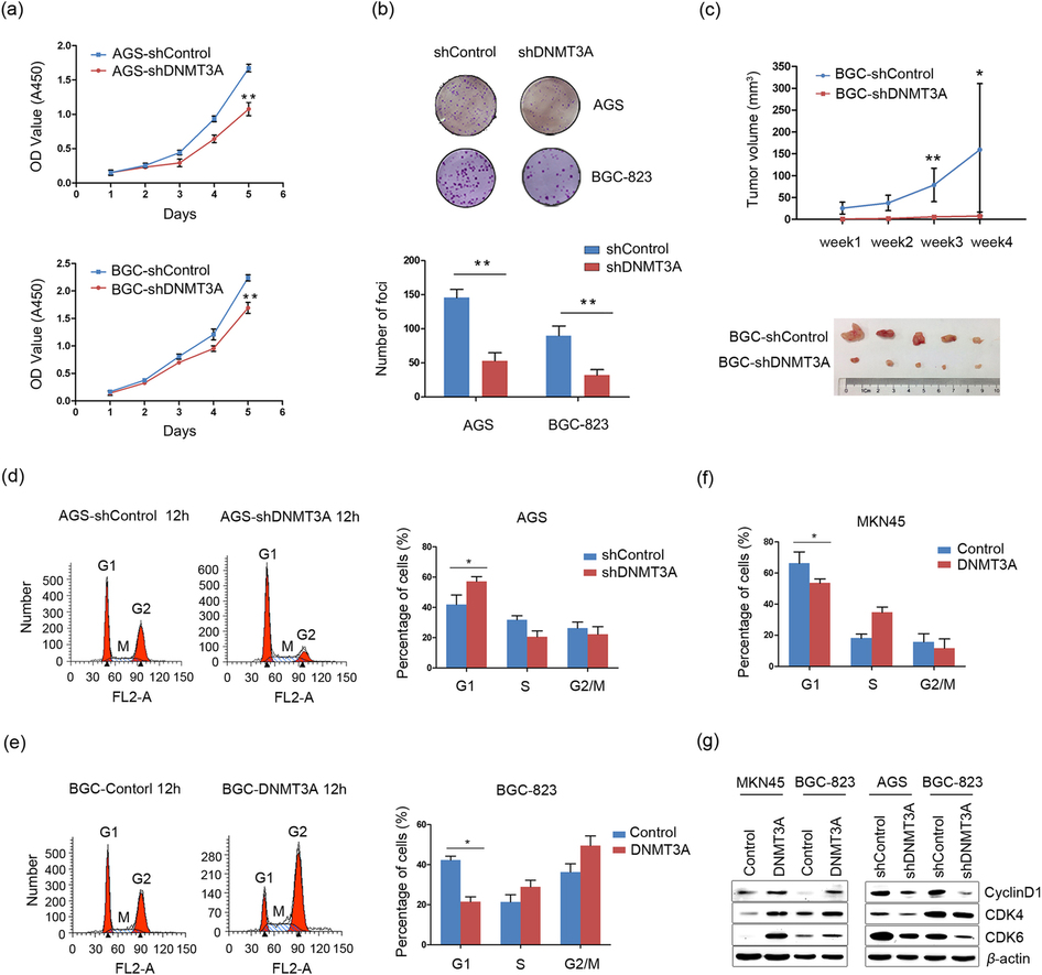 DNA methyltransferase 3A promotes cell proliferation by silencing CDK ...