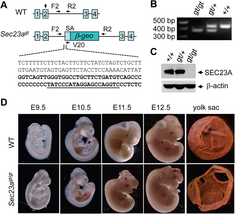 SEC23A缺陷小鼠的神经管开放和异常的胚外膜发育。,Scientific Reports - X-MOL