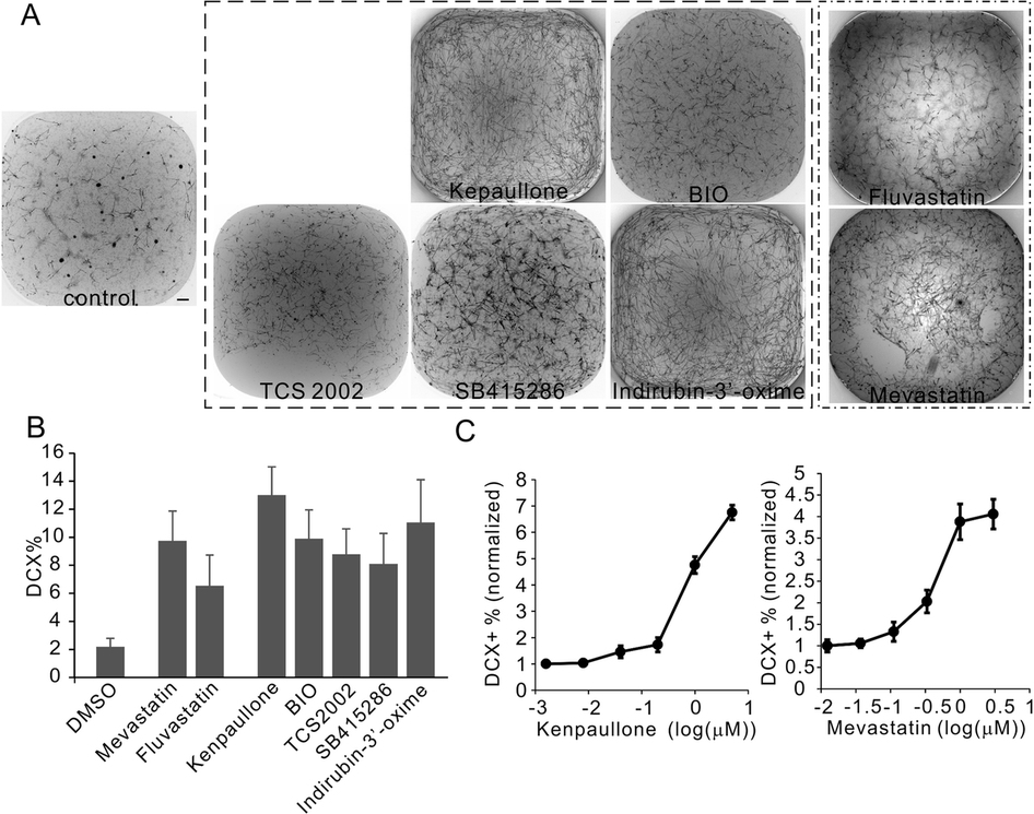A High-content screen identifies compounds promoting the neuronal differentiation and the ...