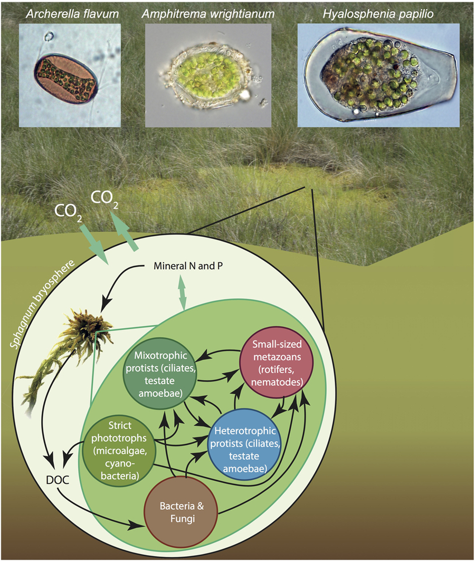 An unexpected role for mixotrophs in the response of peatland carbon ...