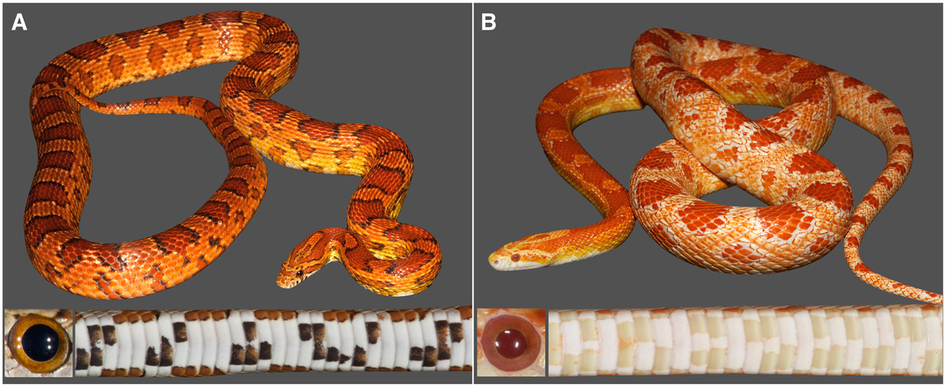 Amelanism in the corn snake is associated with the insertion of an LTR ...