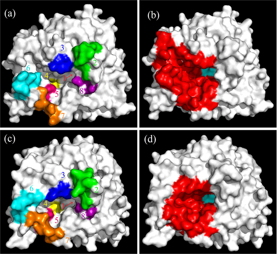A mechanism of glucose tolerance and stimulation of GH1 β-glucosidases ...
