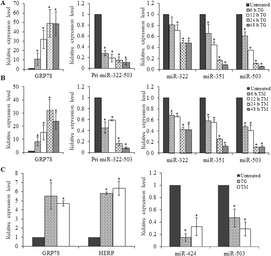 PERK regulated miR-424(322)-503 cluster fine-tunes activation of IRE1 ...