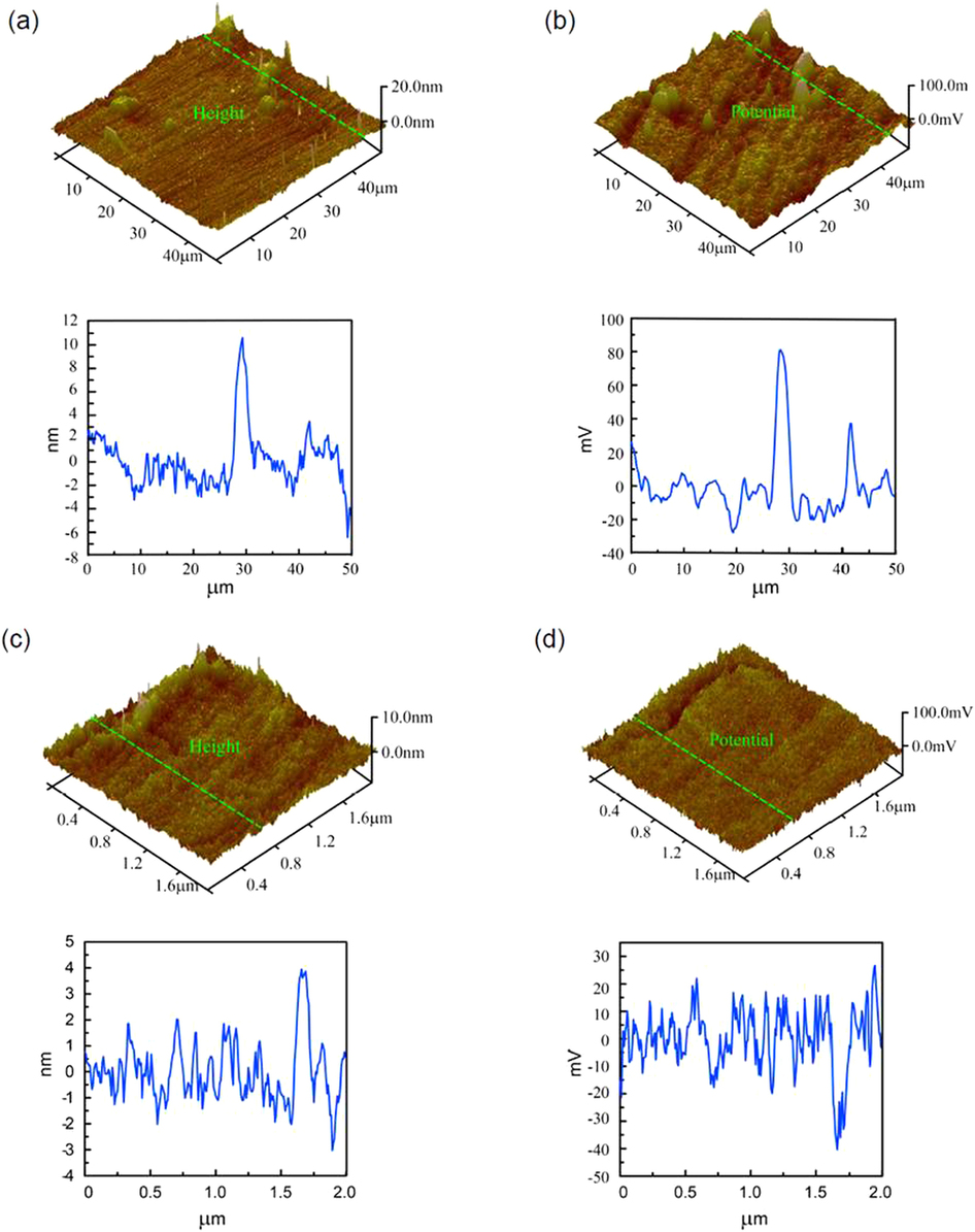Albumin adsorption on CoCrMo alloy surfaces.,Scientific Reports - X-MOL