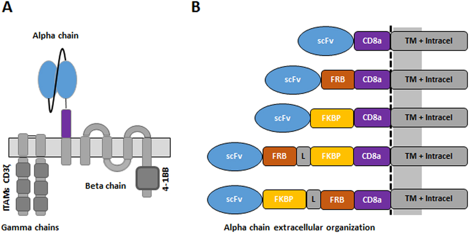 具有整合的可控瞬时功能的嵌合抗原受体的设计。,Scientific Reports - X-MOL