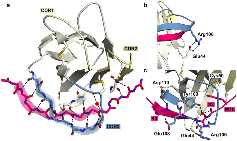 Peptides in headlock--a novel high-affinity and versatile peptide ...
