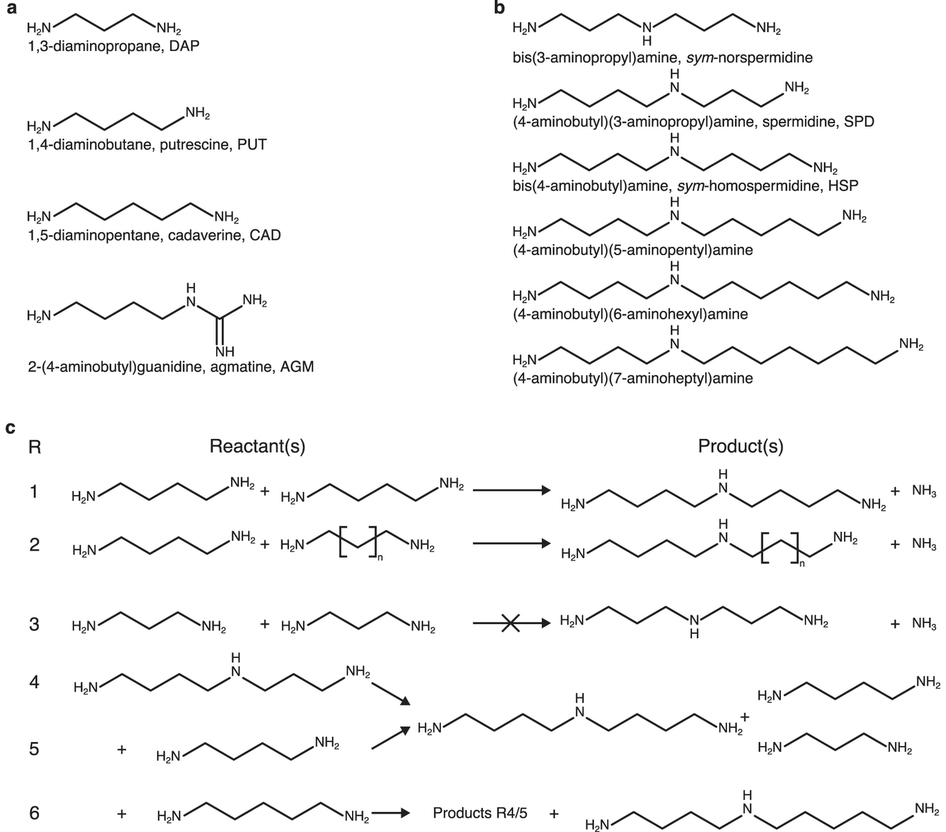 细菌高嘧啶合酶-一种多胺代谢的必需酶的综合结构特征。,Scientific Reports - X-MOL