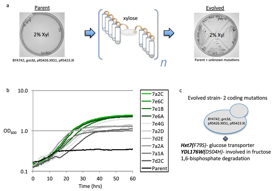 进化的己糖转运蛋白可提高酿酒酵母中的木糖摄取和葡萄糖/木糖的联合利用。,Scientific Reports - X-MOL
