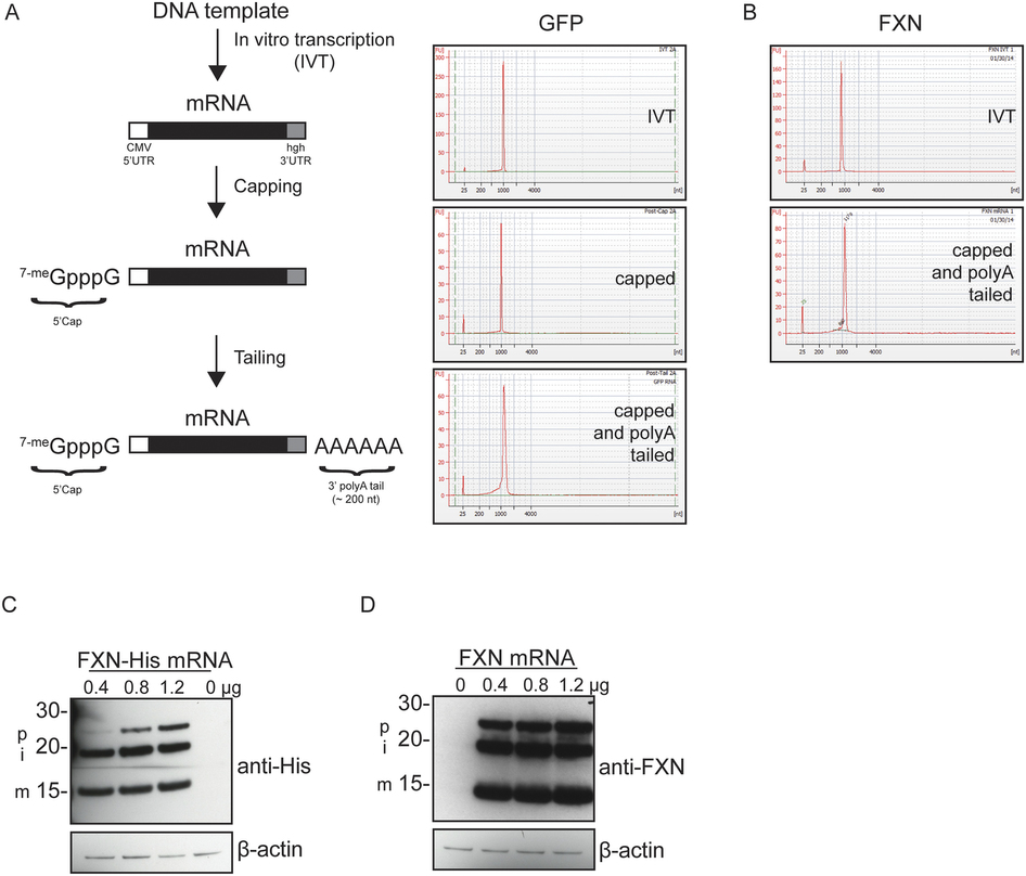 Intrathecal delivery of frataxin mRNA encapsulated in lipid ...