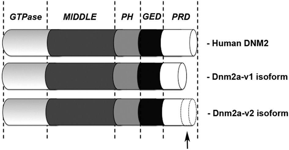 斑马鱼作为研究动态2相关疾病的模型。,Scientific Reports - X-MOL