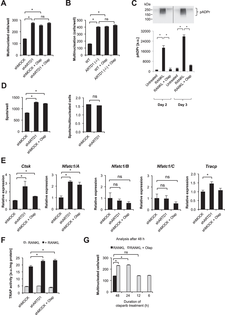 ARTD1 通过抑制 IL-1β 的 NF-κB 依赖性转录来调节破骨细胞生成和骨稳态。,Scientific Reports - X-MOL