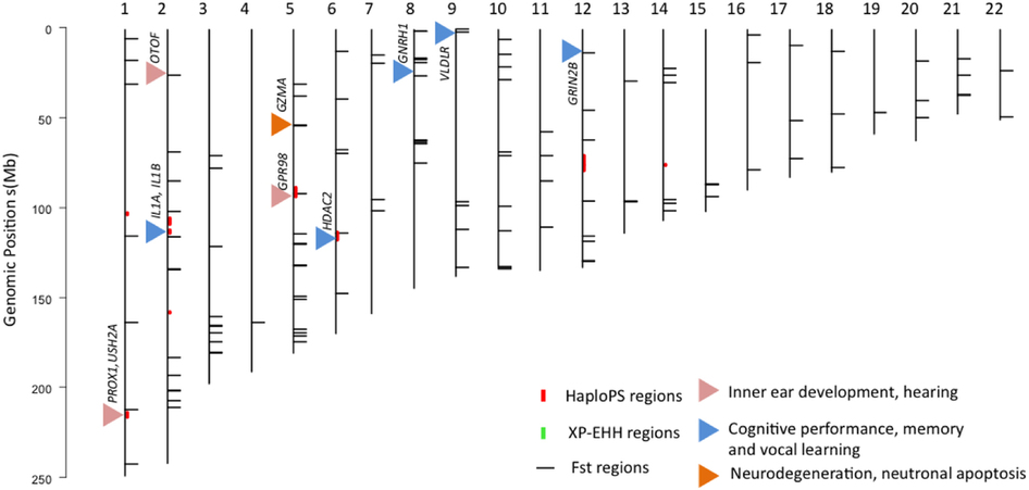 Detecting signatures of positive selection associated with musical aptitude in the human genome ...