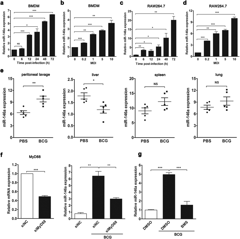 microRNA-146a promotes mycobacterial survival in macrophages through ...