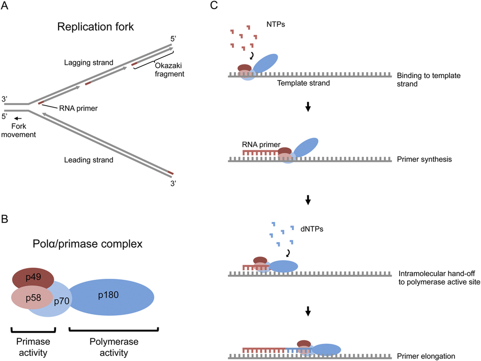 Human DNA polymerase α in binary complex with a DNA:DNA template-primer ...