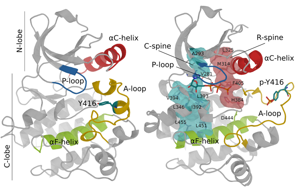 激活环和 ATP 结合位点之间的变构串扰调节 Src 激酶的激活。,Scientific Reports - X-MOL