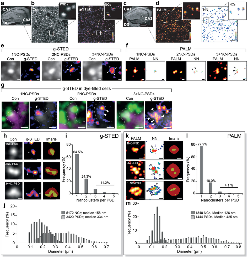 PSD95 纳米簇是海马回路中的突触后构建块。,Scientific Reports - X-MOL