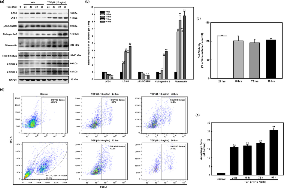 在人类心脏成纤维细胞中，在TGF-β1诱导的成纤维过程中，通过靶向TGF-βR II来靶向抑制hsa-miR-19a-3p / 19b-3p的 ...
