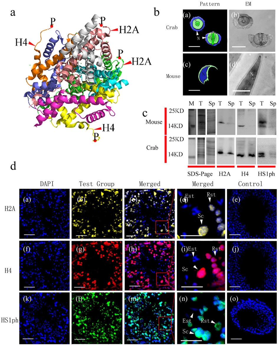 Dynamics of histone H2A, H4 and HS1ph during spermatogenesis with a ...