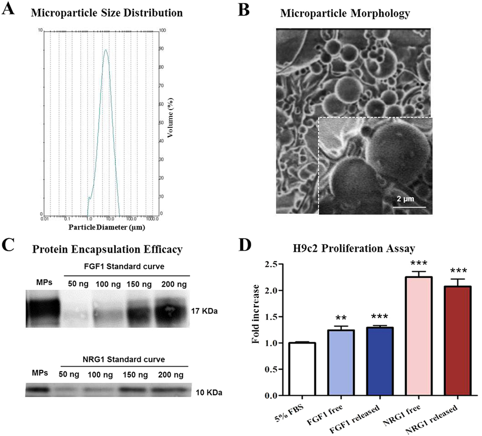 Catheter-based Intramyocardial Injection of FGF1 or NRG1-loaded MPs ...