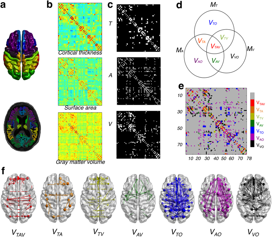 Complementary Characteristics of Correlation Patterns in Morphometric ...