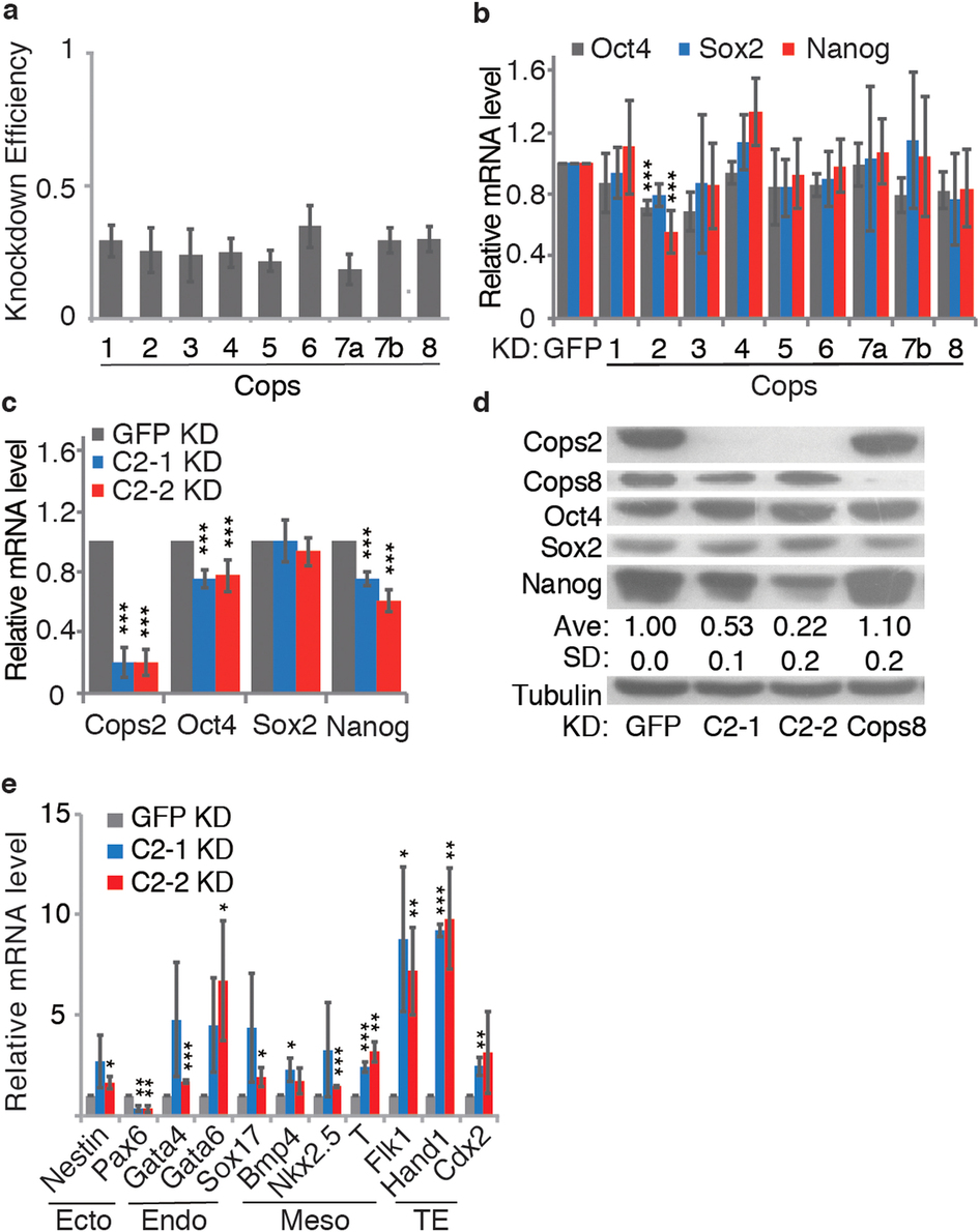 Cops2通过稳定Nanog蛋白和抑制转录来促进多能性维持。,Scientific Reports - X-MOL