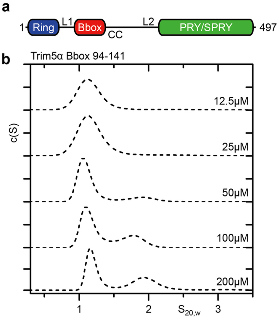 Characterisation of assembly and ubiquitylation by the RBCC motif of ...
