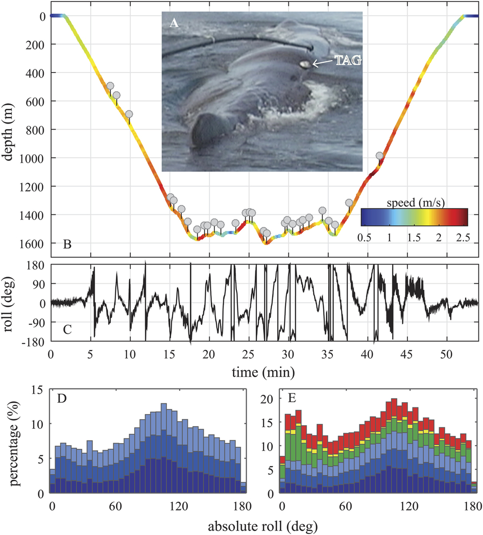 Sperm whale predator-prey interactions involve chasing and buzzing, but ...