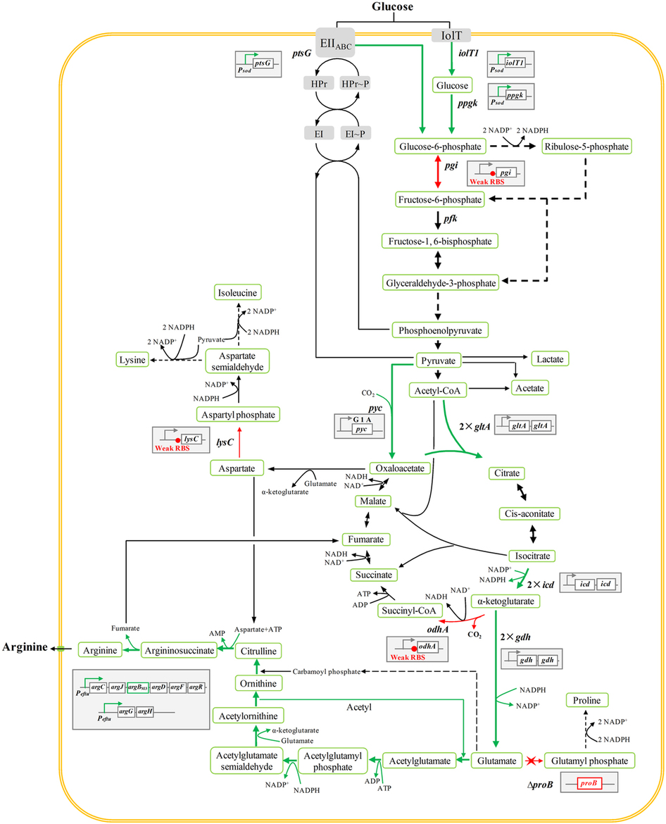 Systems pathway engineering of Corynebacterium crenatum for improved L-arginine production ...