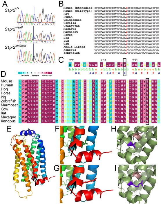 S1PR2 变体与人类听觉功能和小鼠耳蜗内电位下降相关。,Scientific Reports - X-MOL