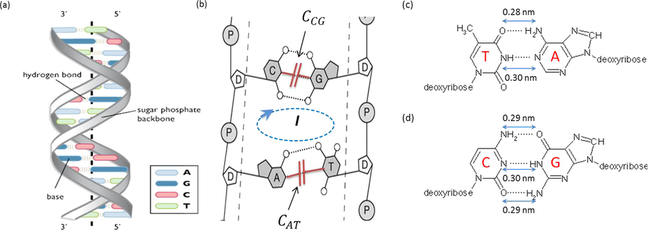 硝酸纤维素膜上支持的DNA的电学表征。,Scientific Reports - X-MOL