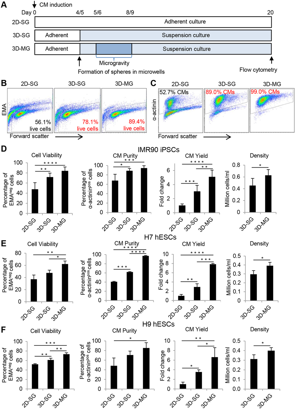 模拟微重力和3D培养可增强人多能干细胞对心脏祖细胞的诱导，活力，增殖和分化。,Scientific Reports - X-MOL