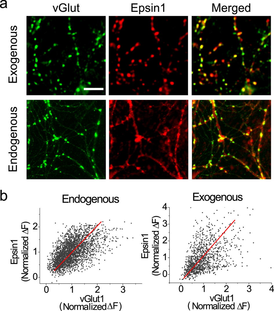 Epsin1调节中枢神经系统突触的突触小泡恢复能力。,Scientific Reports - X-MOL