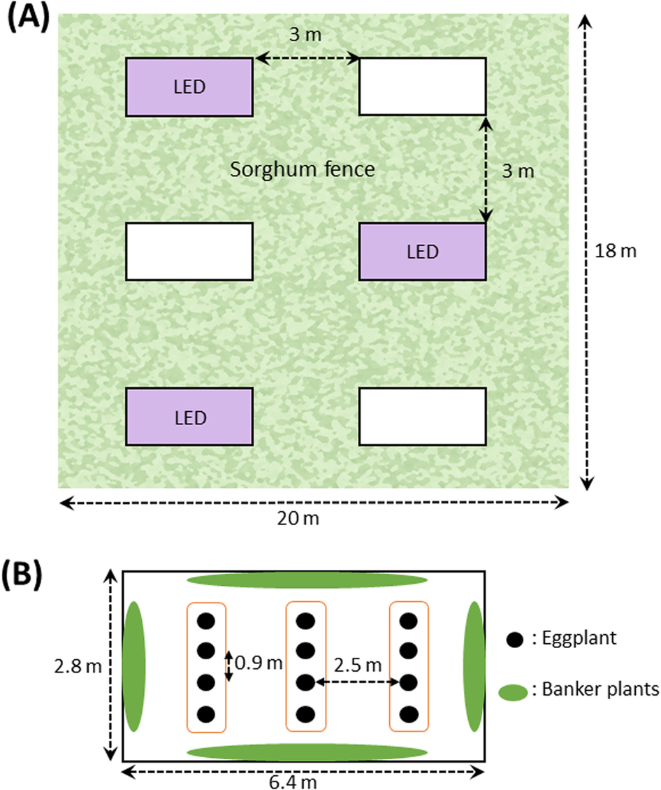 Violet LED light enhances the recruitment of a thrip predator in open ...