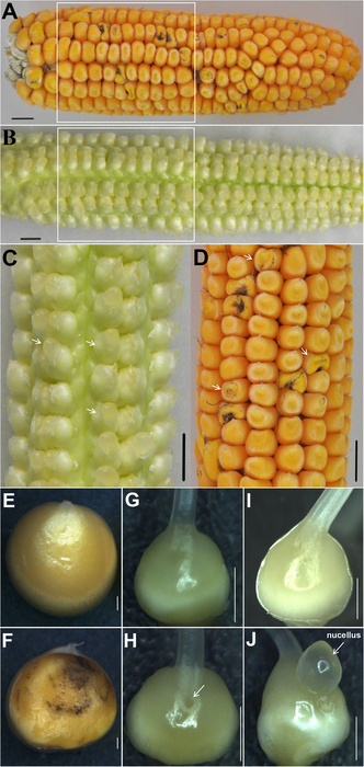 Differential morphology and transcriptome profile between the ...