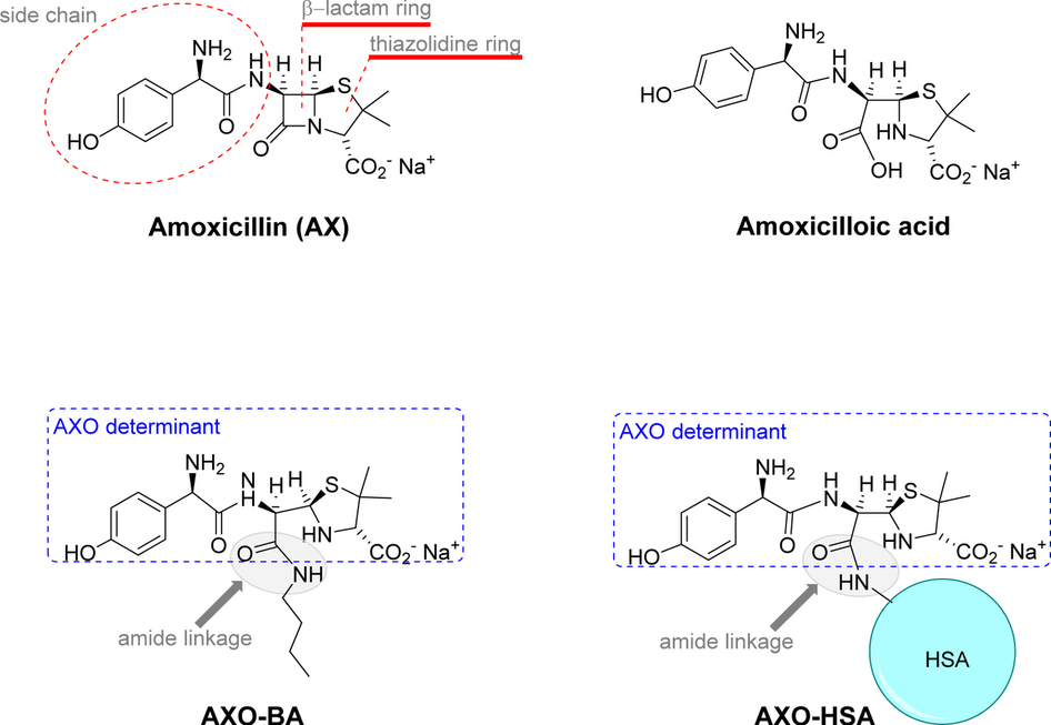 在对内酰胺类药物有直接超敏反应的患者中，载体分子对特异性IgE对阿莫西林识别的影响。,Scientific Reports - X-MOL