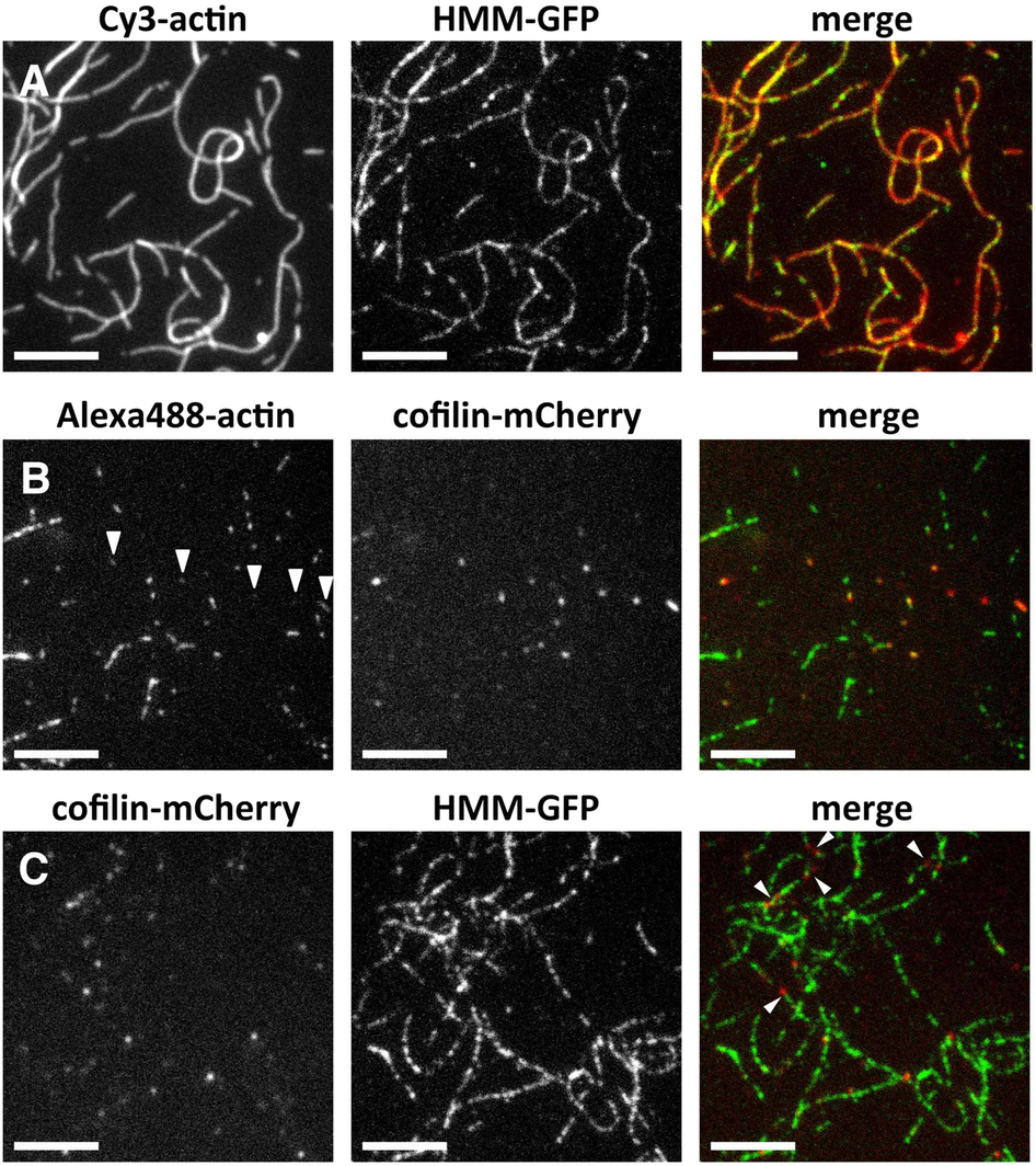 Allosteric regulation by cooperative conformational changes of actin ...
