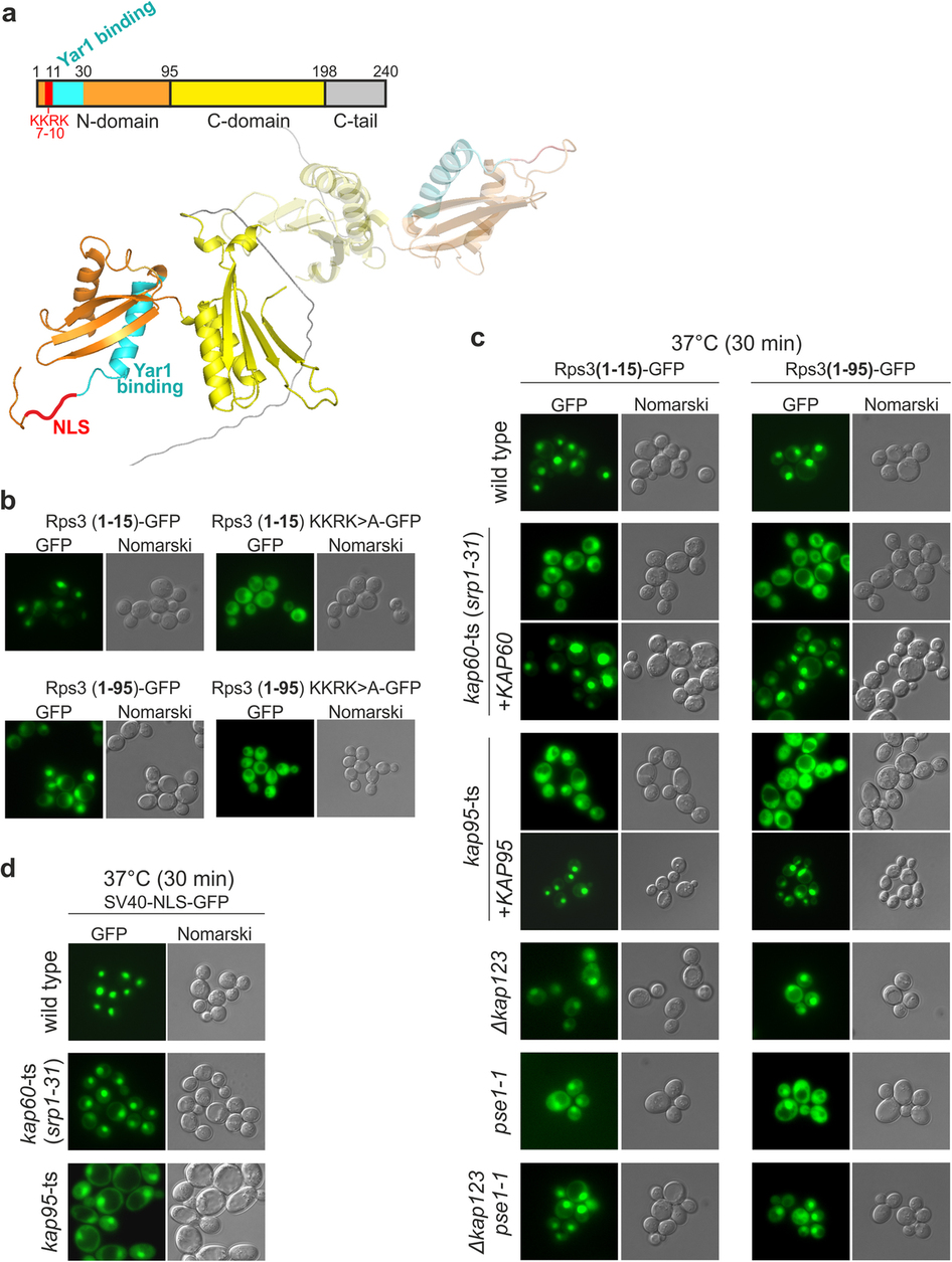 Nuclear import of dimerized ribosomal protein Rps3 in complex with its chaperone Yar1 ...