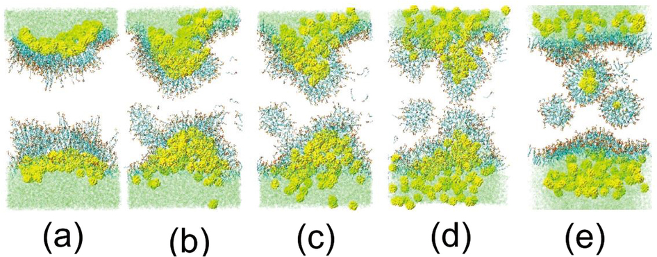 水/TCE 界面处 SDS 单层塌陷封装的纳米颗粒的结构和动力学。,Scientific Reports - X-MOL