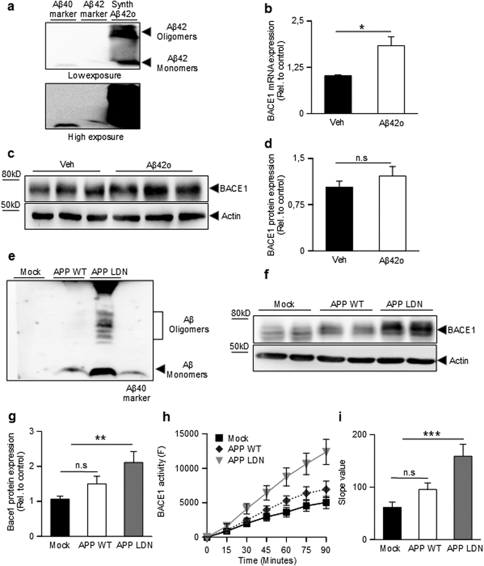 Aβ42 oligomers modulate β-secretase through an XBP-1s-dependent pathway involving HRD1 ...