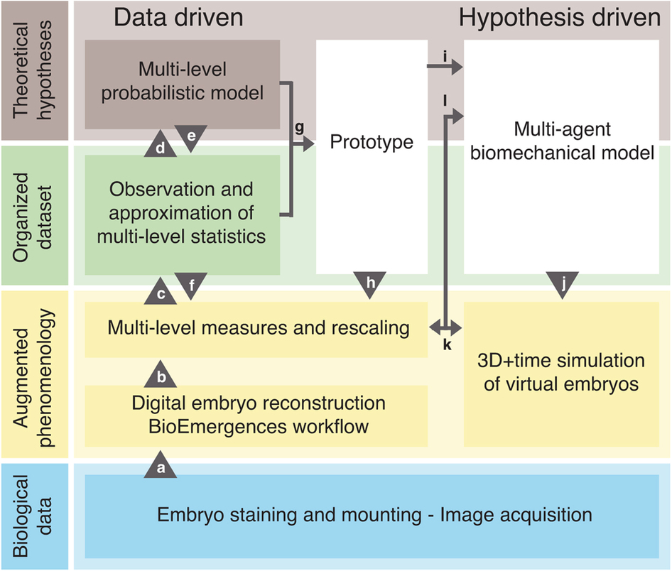 An integrated modelling framework from cells to organism based on a cohort of digital embryos ...